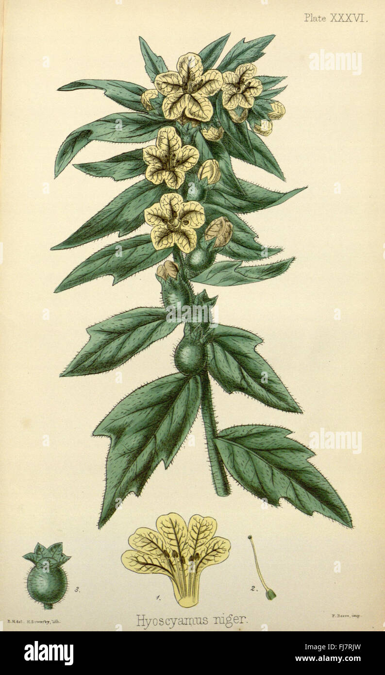 A botanical and medical work focusing on plants used in homeopathy ...