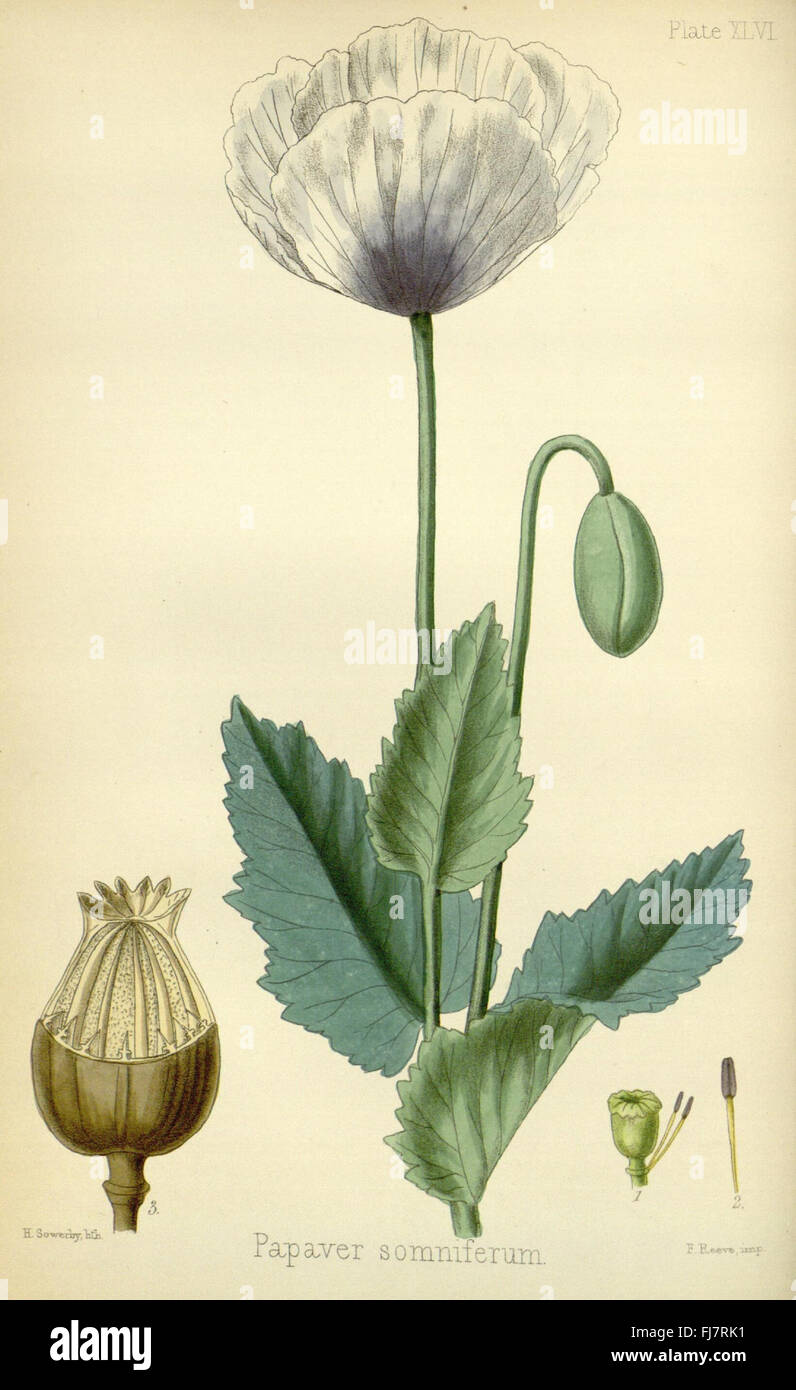 A botanical reference focusing on medicinal plants used in homeopathy ...