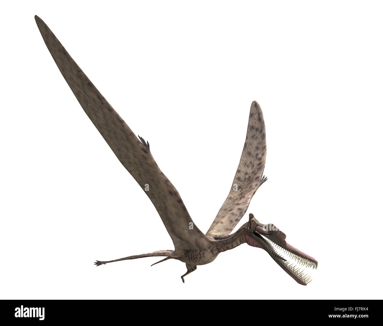 Zhenyuanopterus longirostris is an extinct flying dinosaur. This is a ...