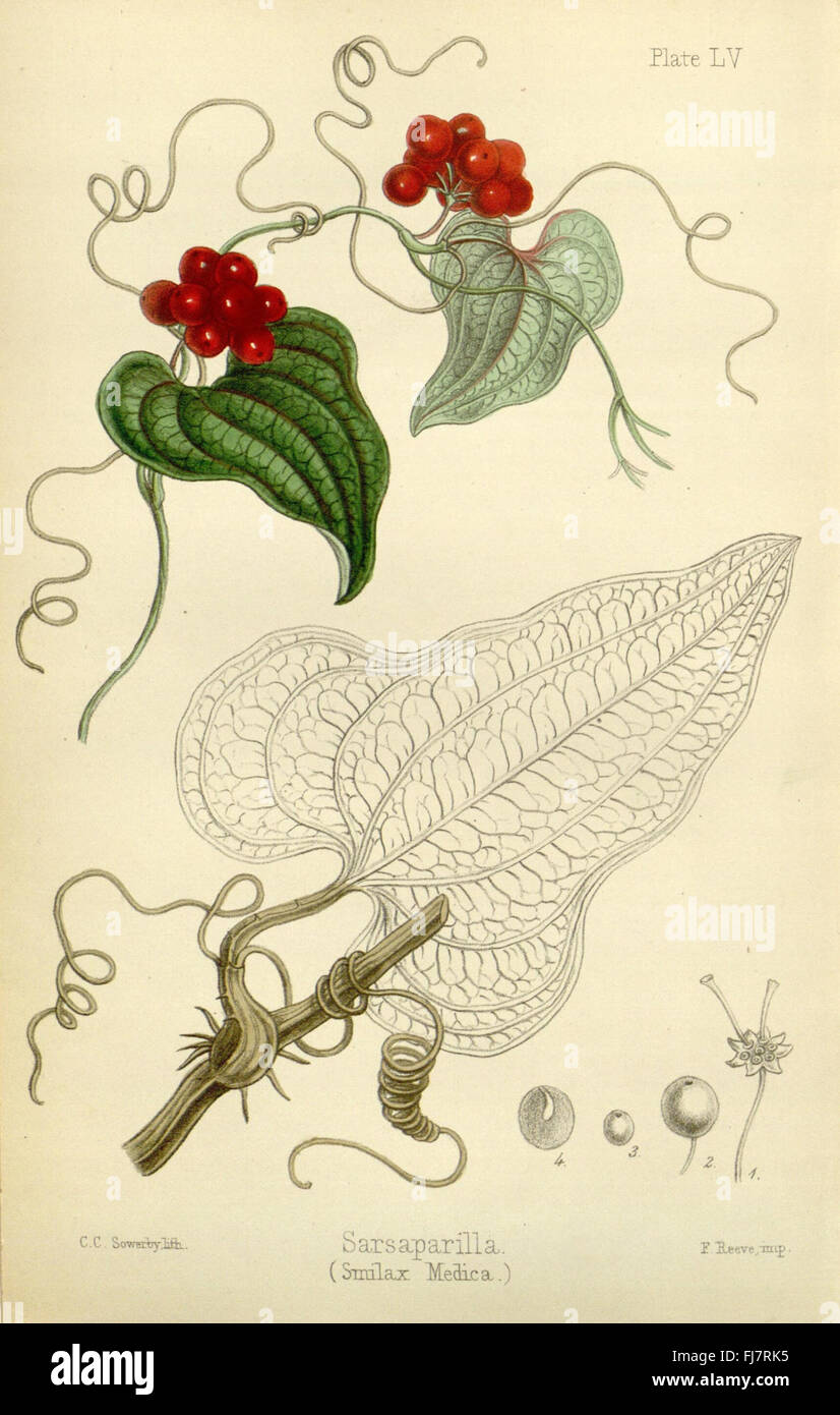 The Flora Homoeopathica: Botanical plants used in homeopathy for ...