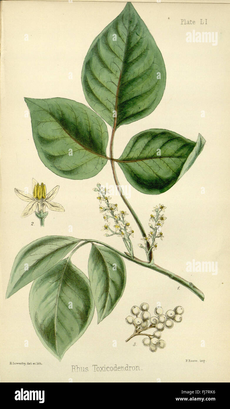 The Flora Homoeopathica, Botany, Botany, Medical, Homeopathy, Materia ...