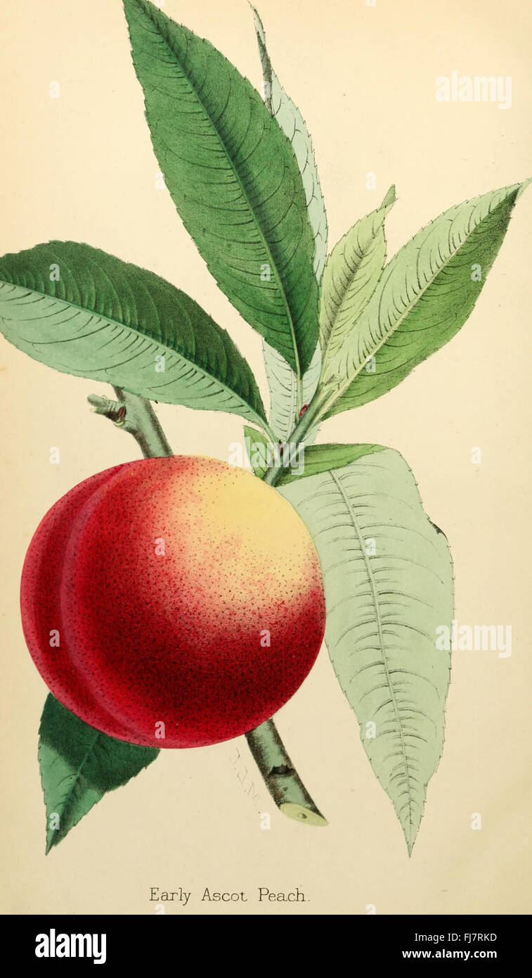 The florist and pomologist Stock Photo - Alamy