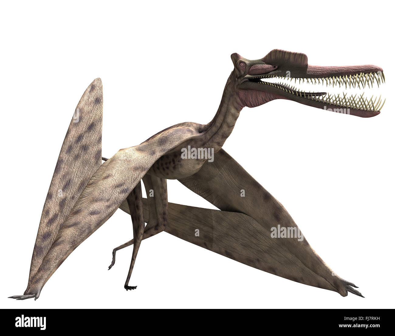 Flying dinosaur hi-res stock photography and images - Alamy