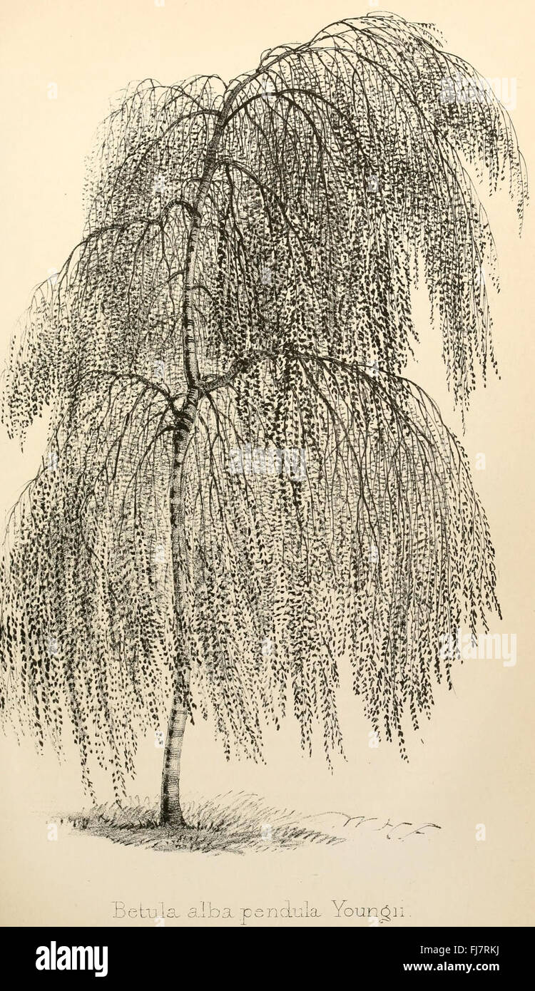 A comprehensive guide to flower gardening and fruit culture, focusing ...