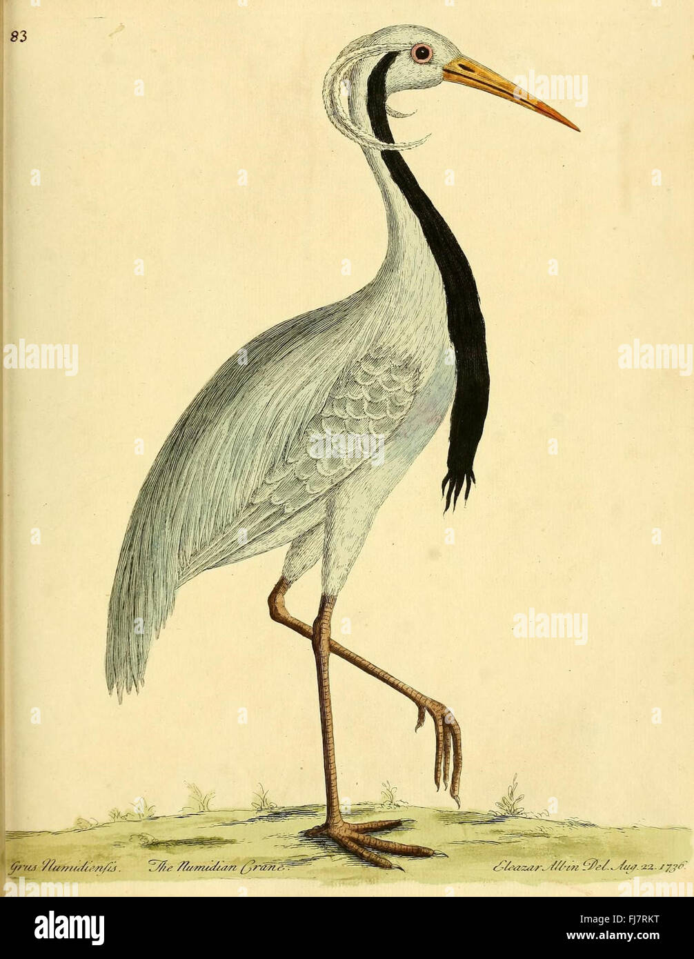 A natural history of birds, Birds Early works to 1800 Pictorial works ...