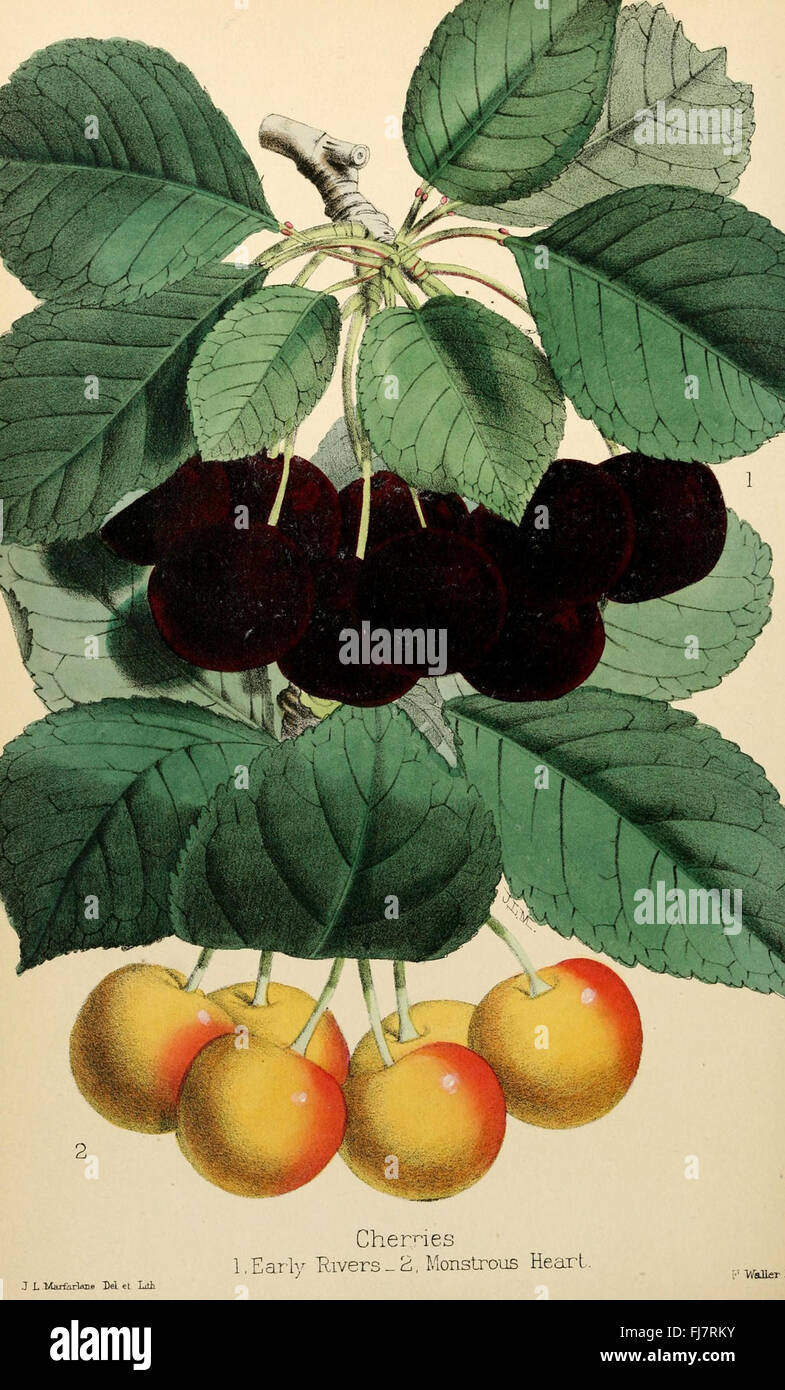 A comprehensive guide on flower gardening and fruit cultivation in ...