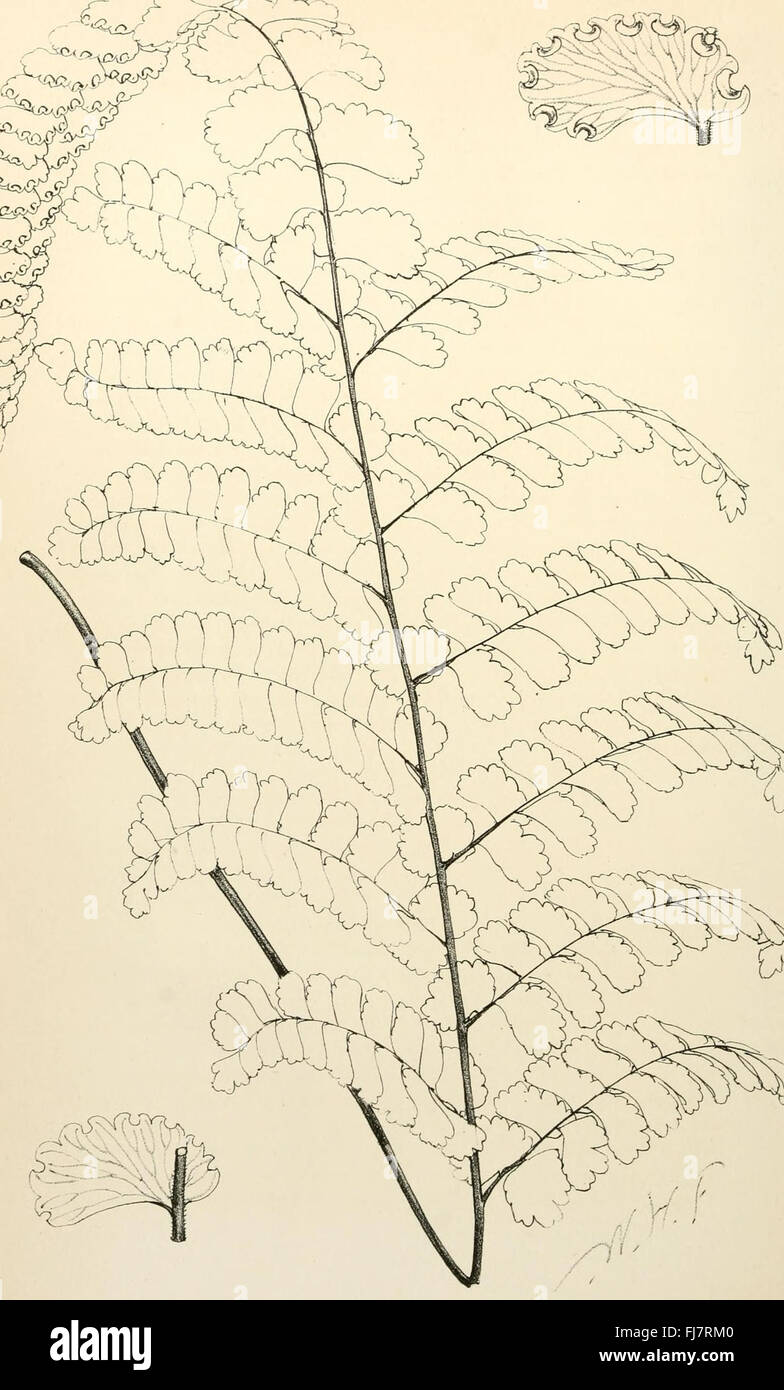 A comprehensive guide to flower gardening and fruit culture in Great ...