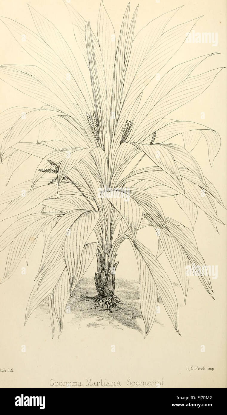 A comprehensive guide to flower gardening and fruit cultivation in ...