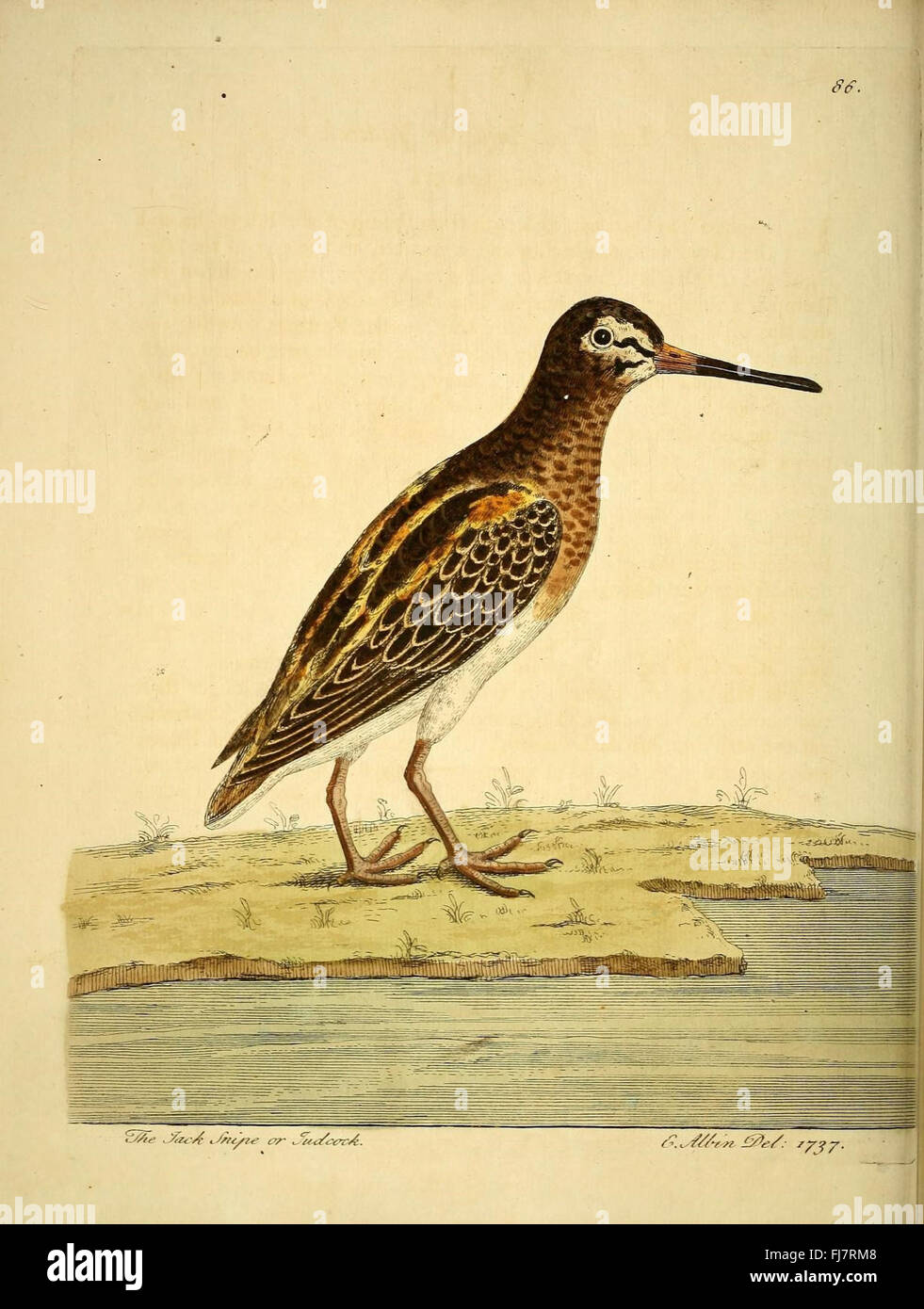 Natural History of Birds, Early Works to 1800 Stock Photo - Alamy