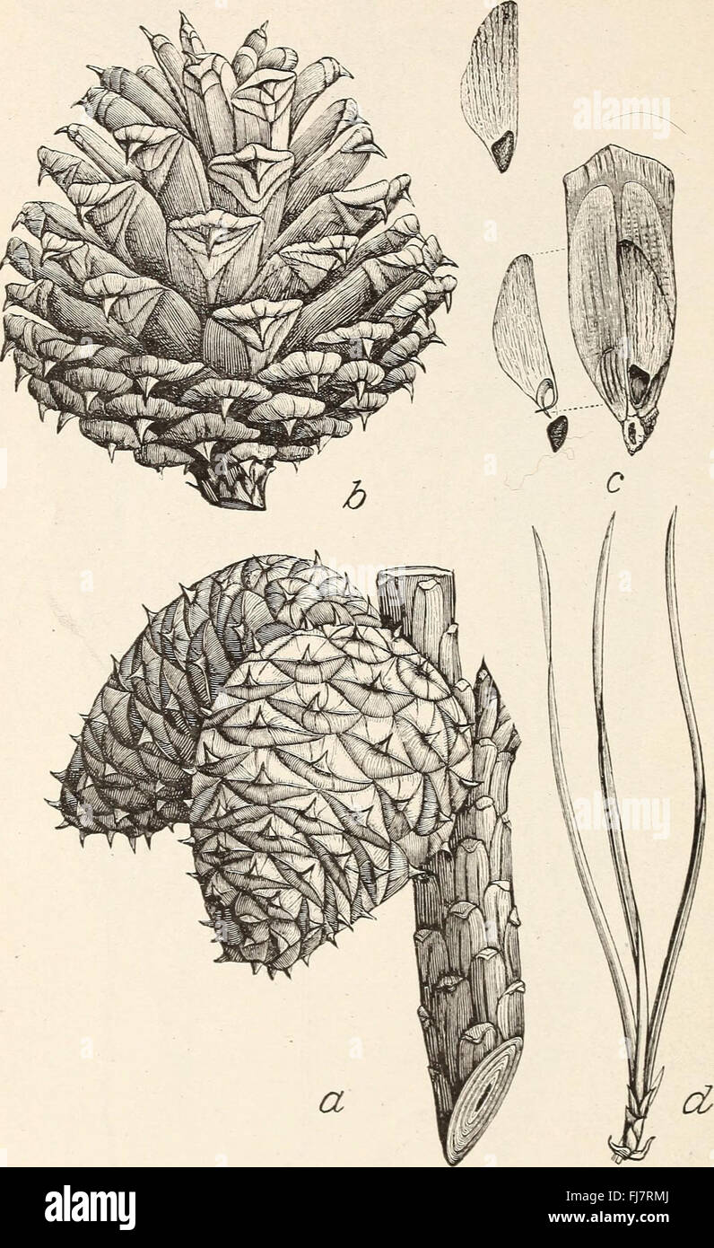 The forest nursery - collection of tree seeds and propagation ...