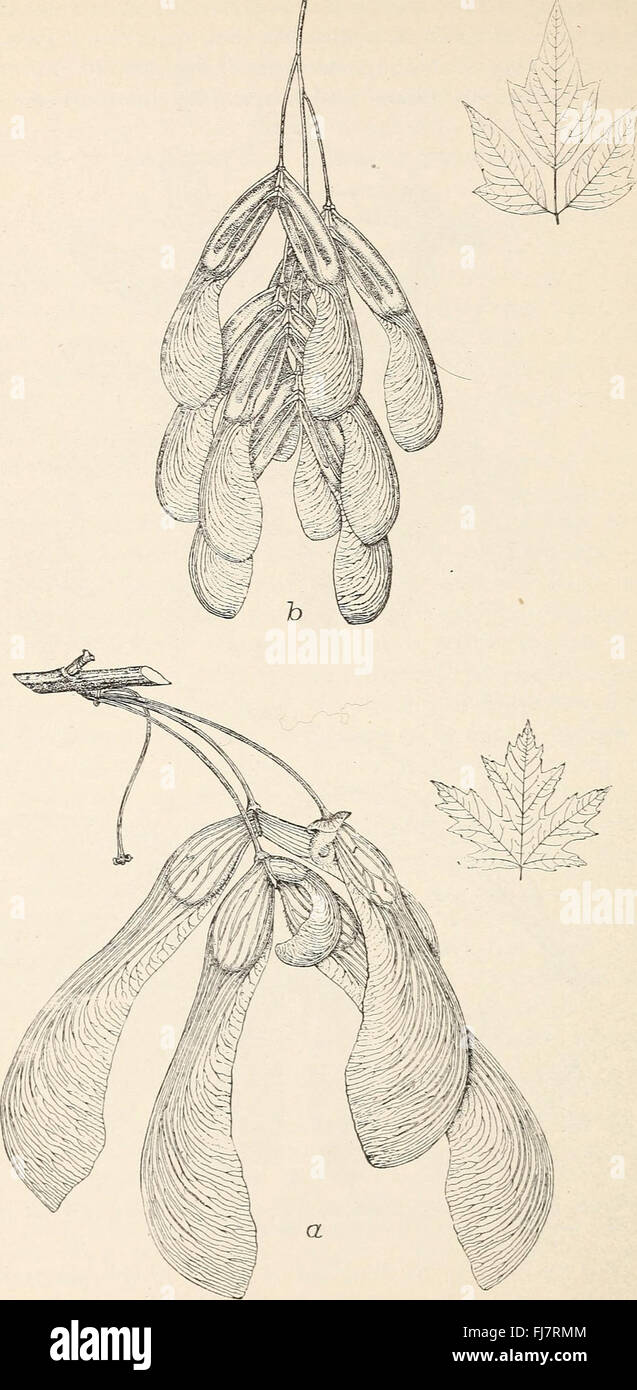 The forest nursery - collection of tree seeds and propagation ...
