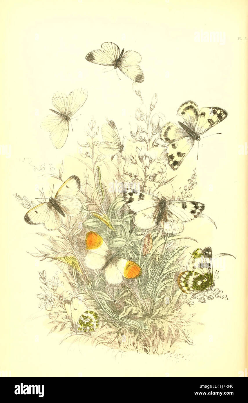 The Genera and Species of British Butterflies, a comprehensive work on ...