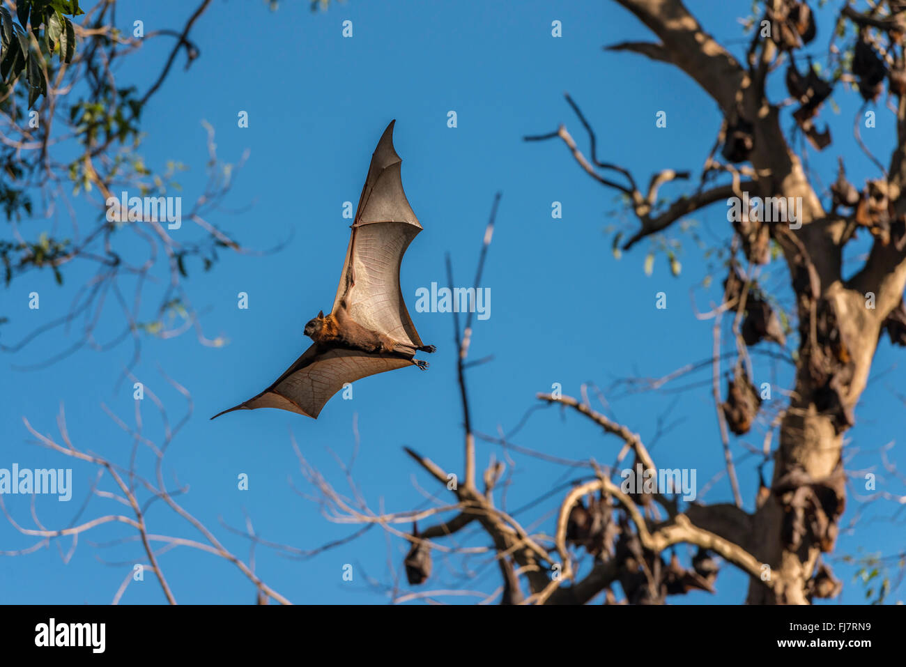 Little Red flying fox in flight surrounded by the colony. The little ...
