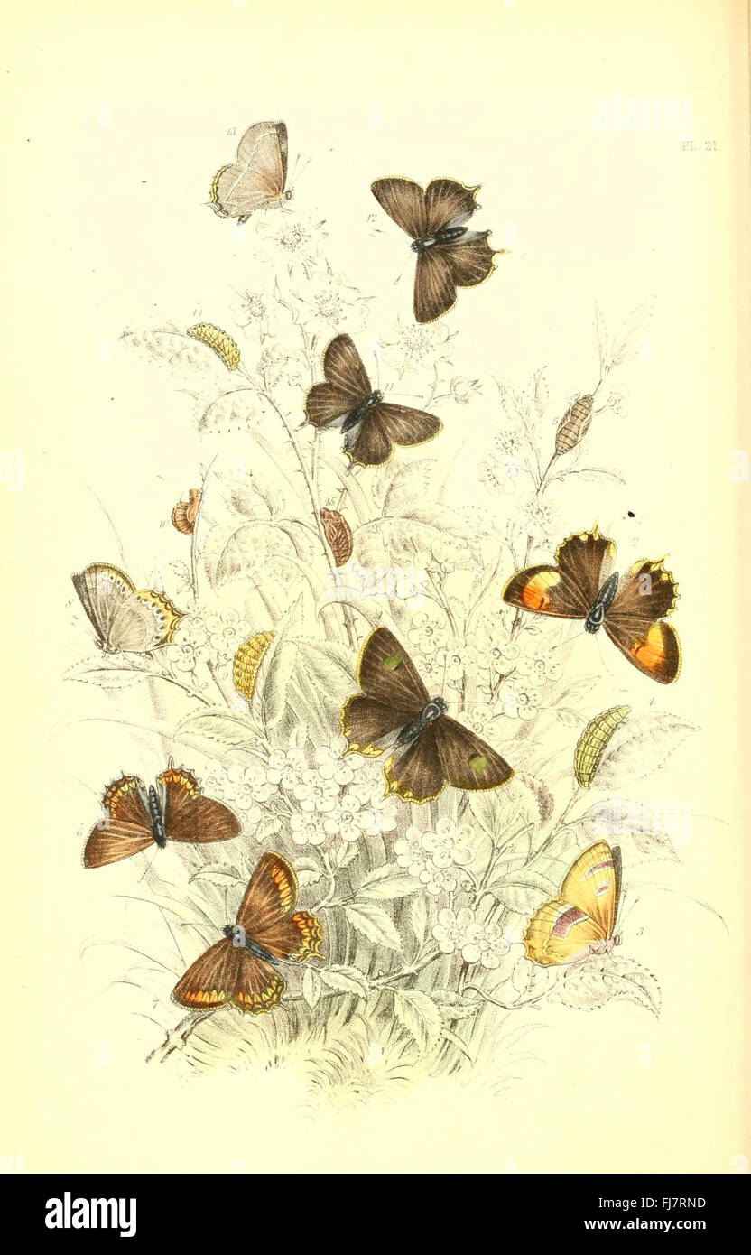 The genera and species of British butterflies, Butterflies ...