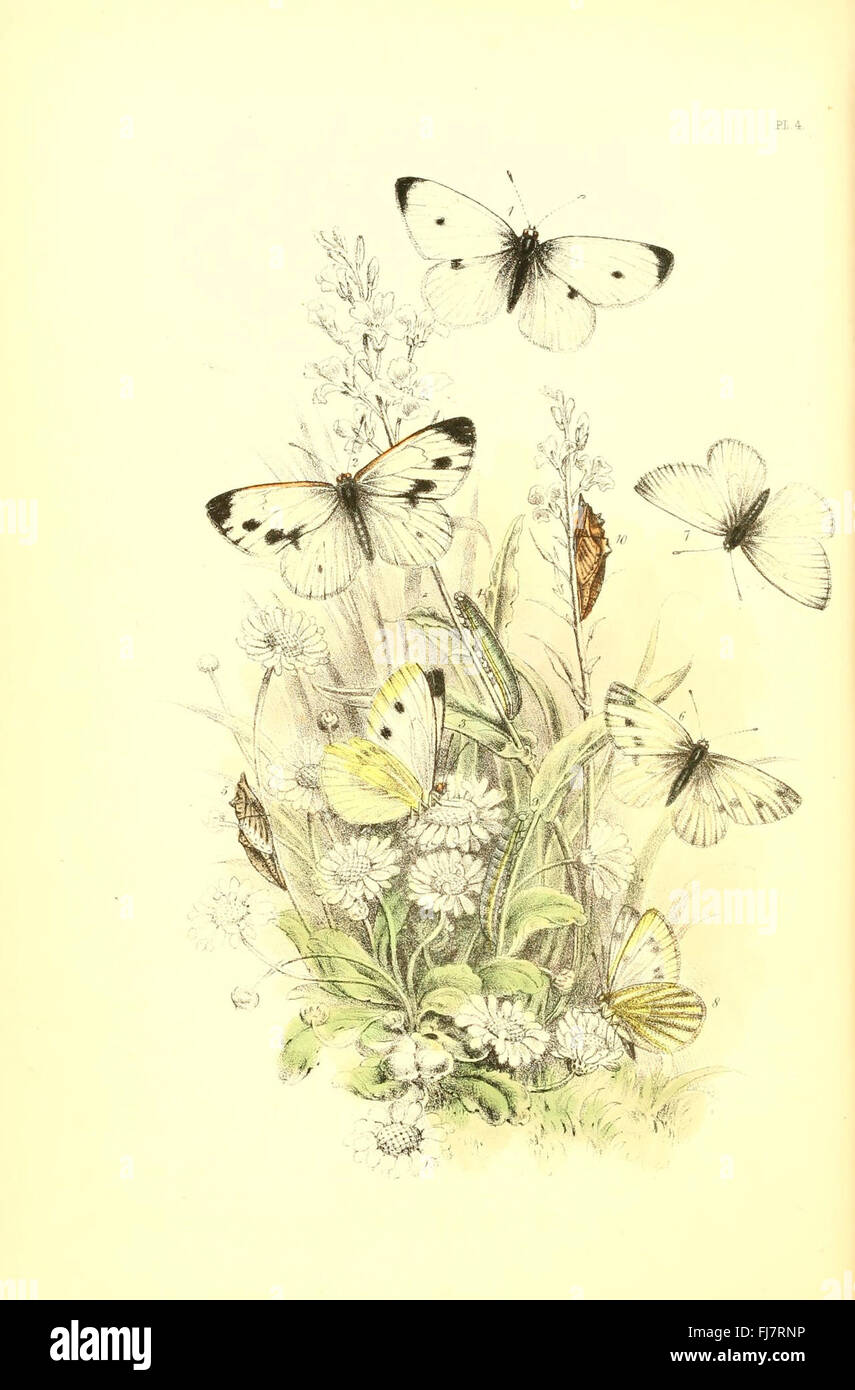 A comprehensive classification of British butterfly genera and species ...