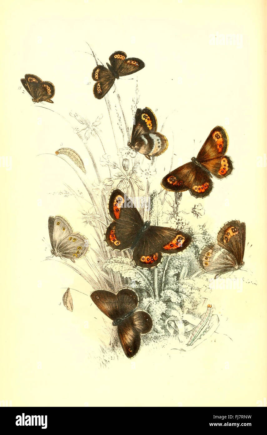 A comprehensive classification of British butterflies, detailing ...