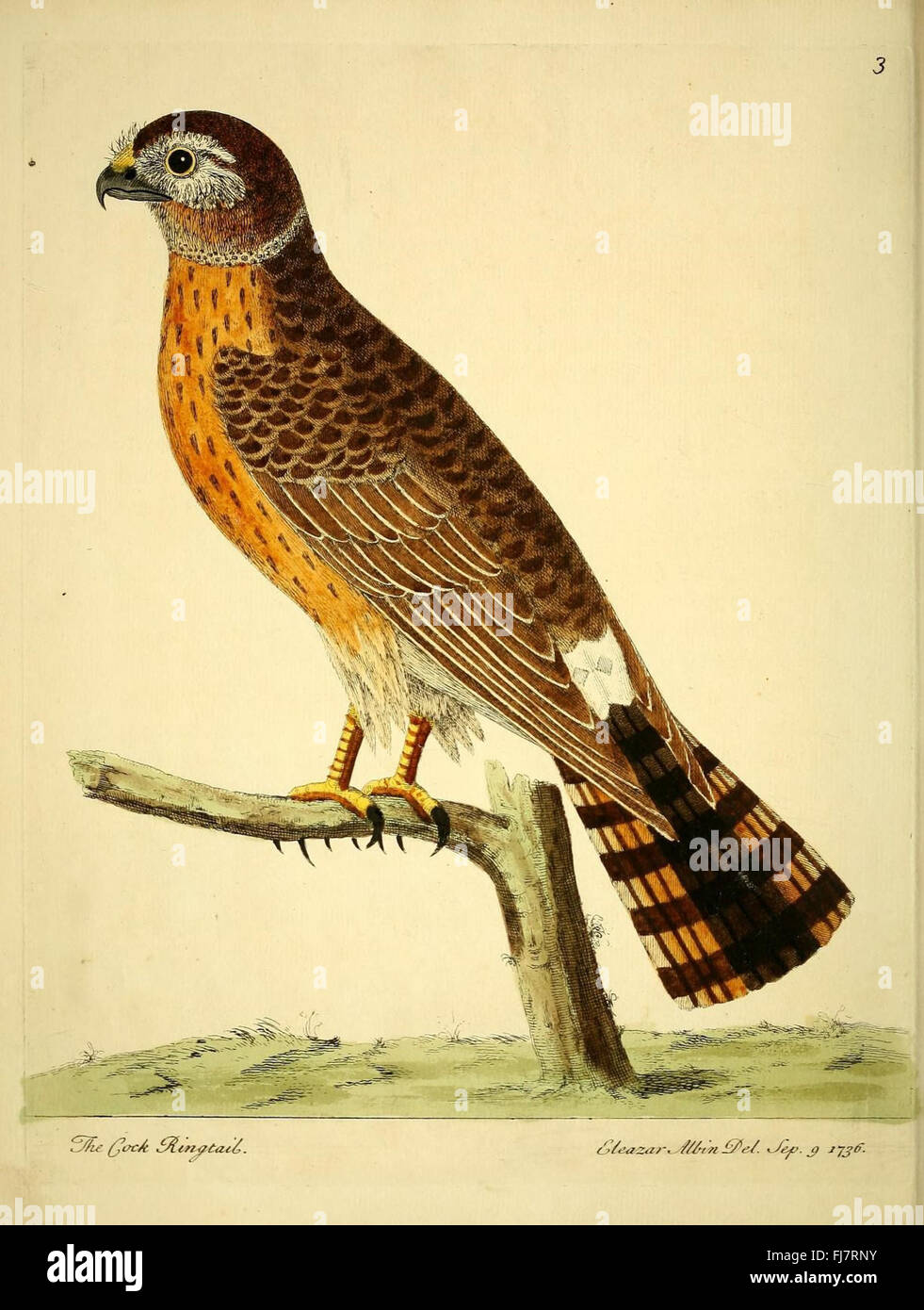 An early work on the natural history of birds, featuring detailed ...