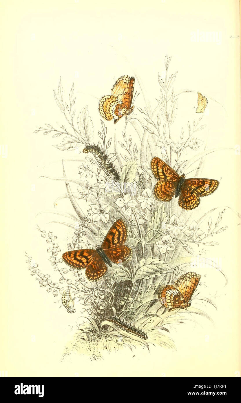 A detailed guide to the genera and species of butterflies found in ...