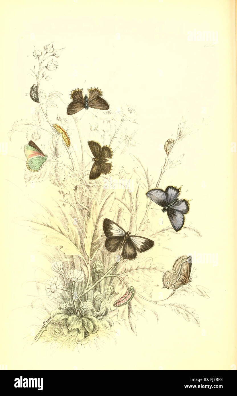 A detailed study of British butterfly species, including their ...