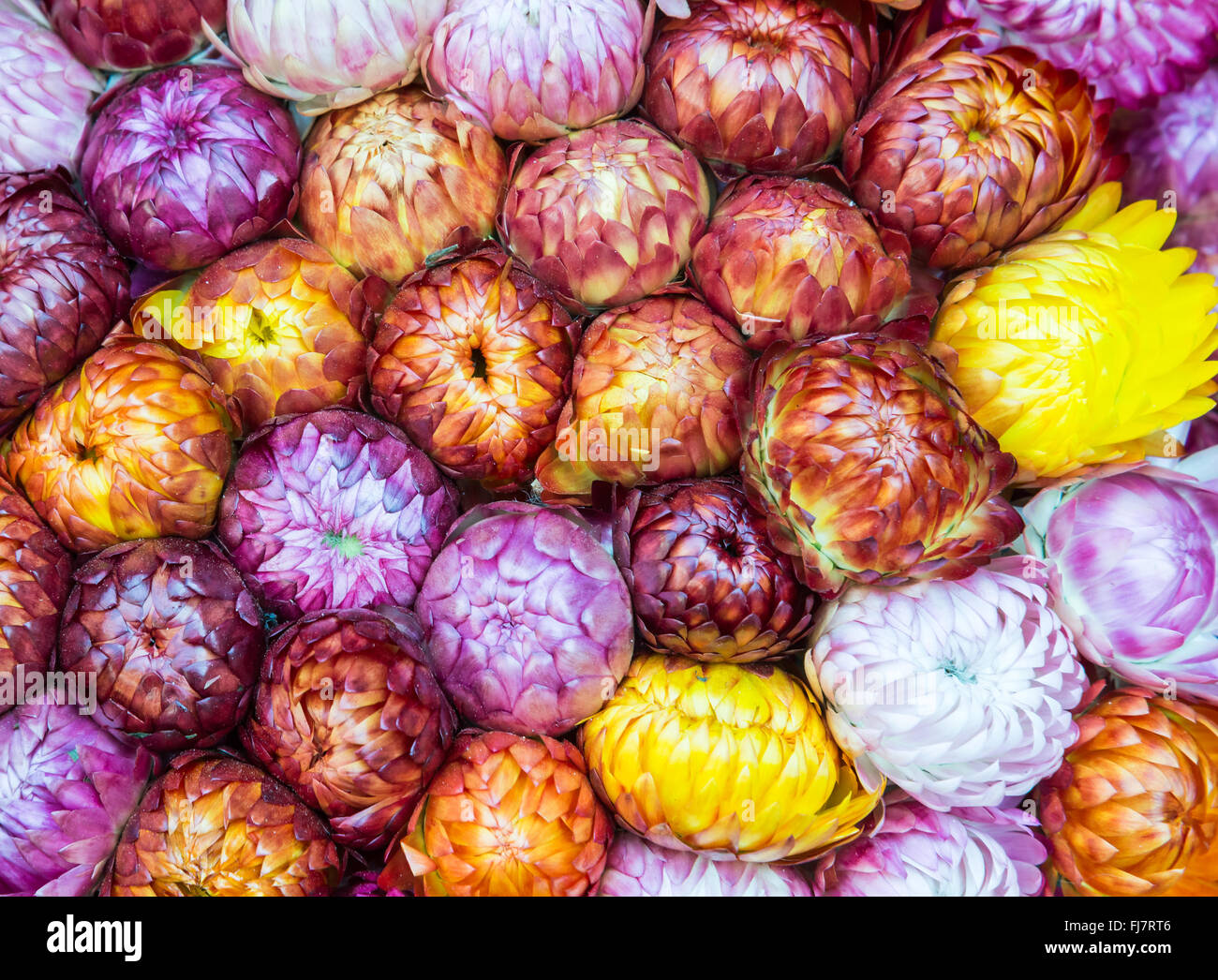 Straw flower hi-res stock photography and images - Alamy