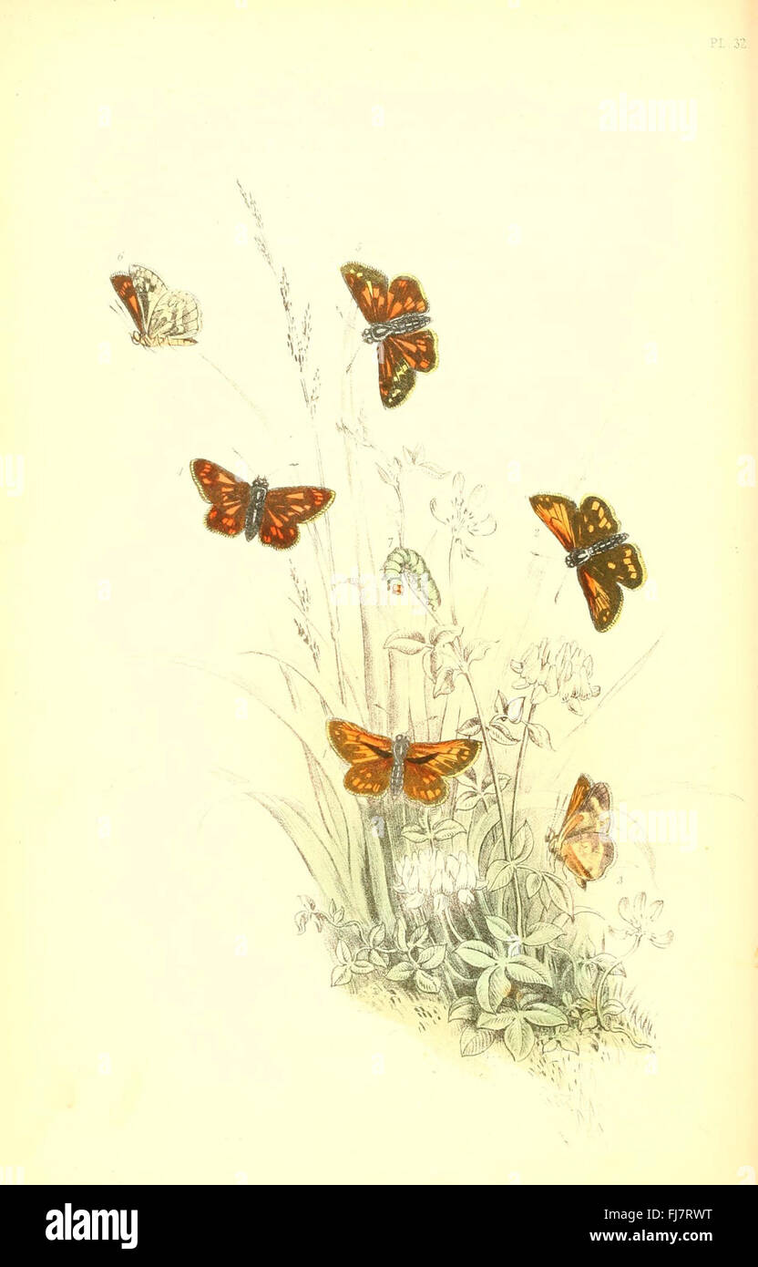 Genera and Species of British Butterflies, Classification, Great ...
