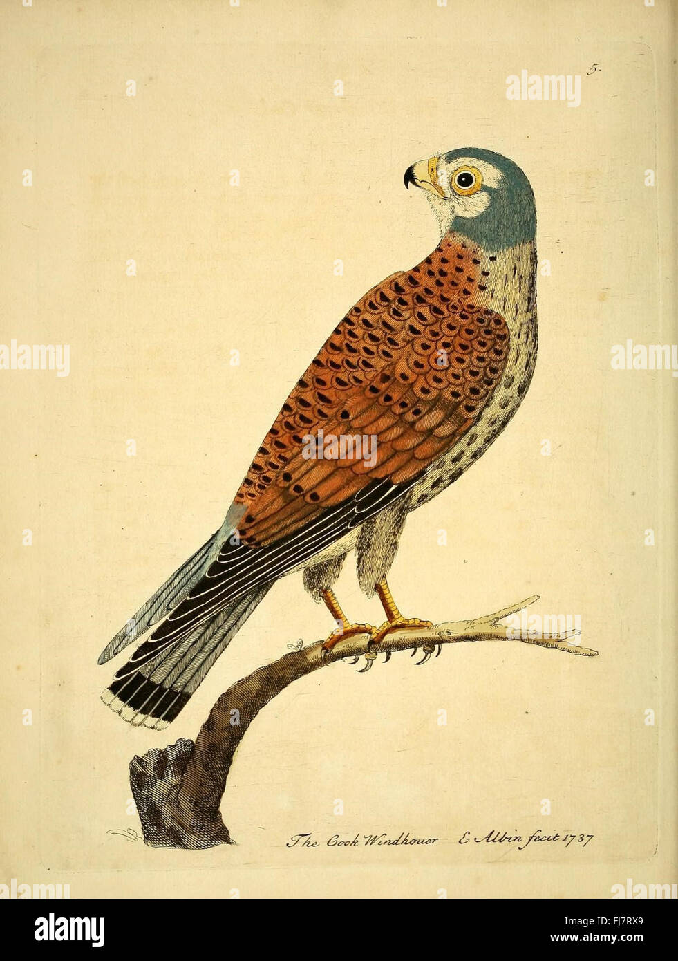 A Natural History of Birds, Early works to 1800, Pictorial works ...