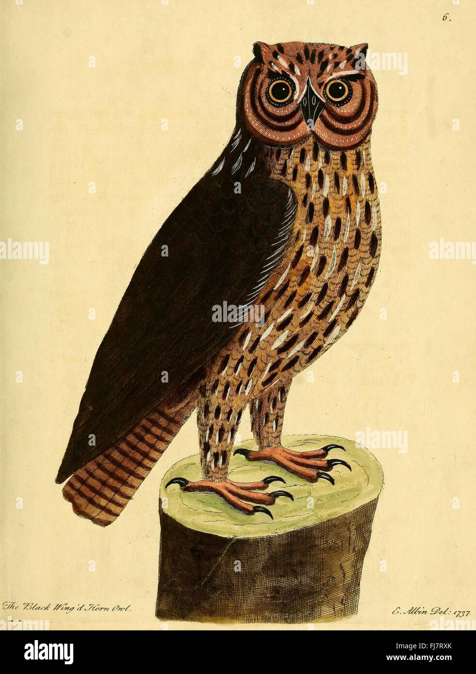 A historical overview of bird species from early works to 1800 ...