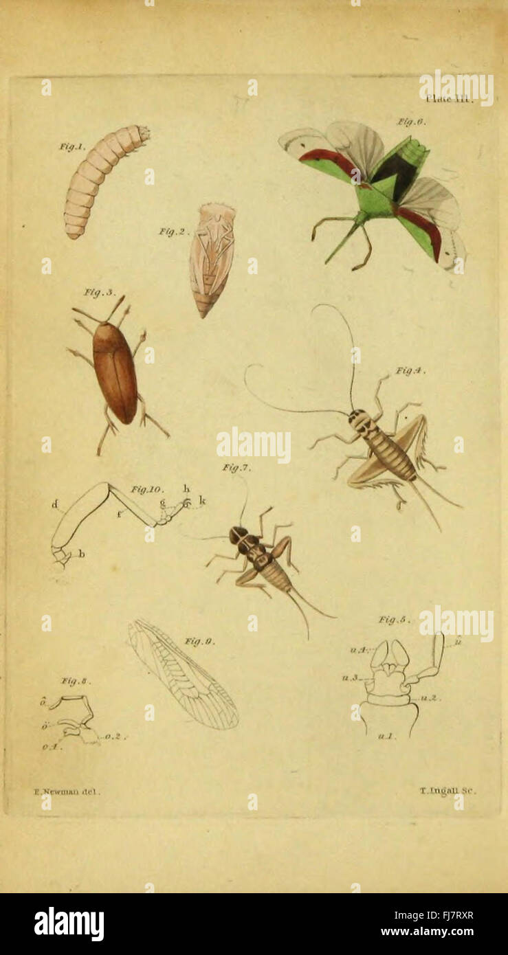 Entomology library hi-res stock photography and images - Alamy