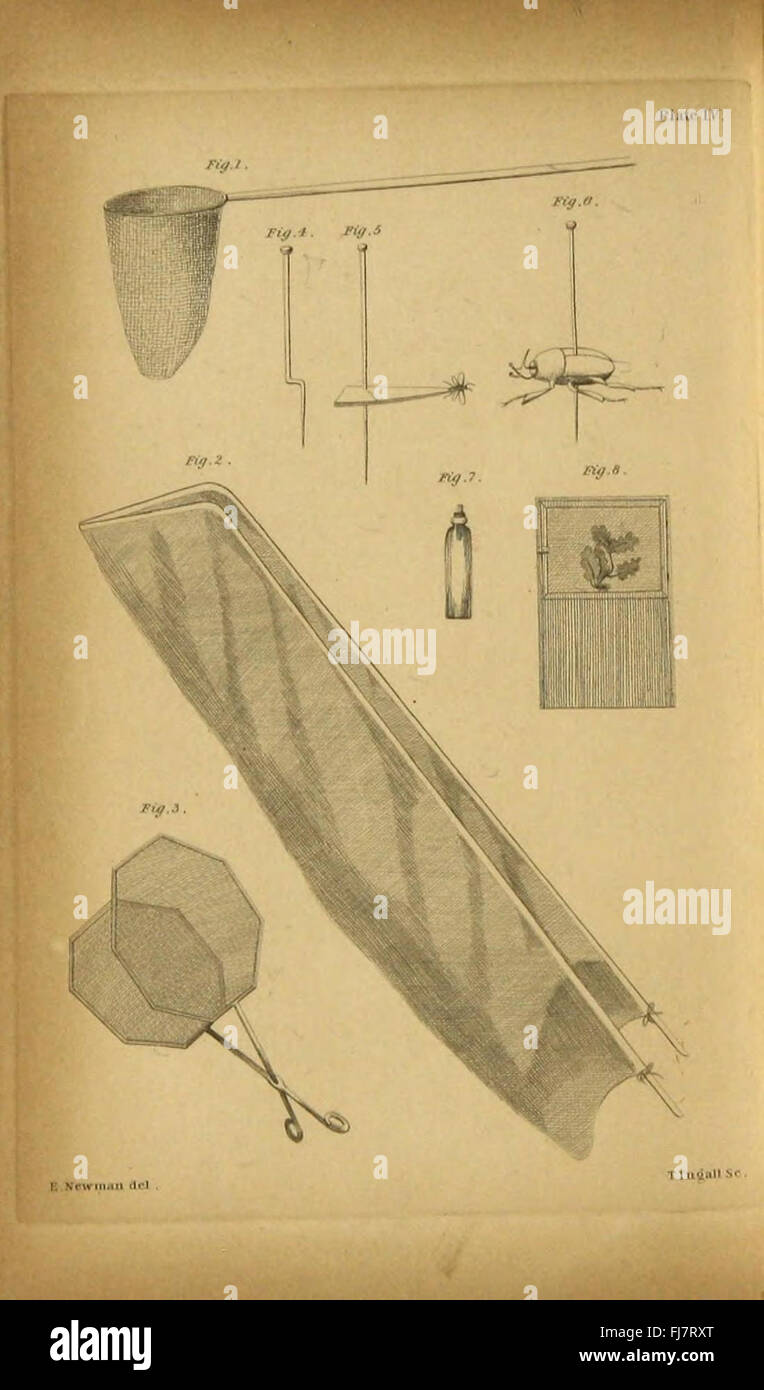 This entomological study focuses on the classification and ...