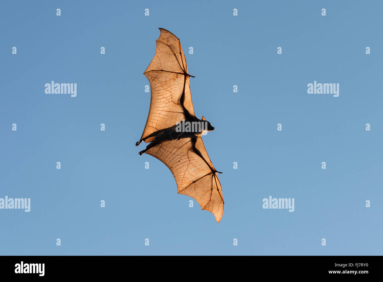 Little Red flying fox in flight. The little red flying fox (Pteropus ...