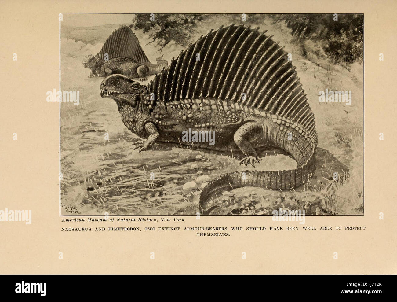 The Human Side of Animals Stock Photo - Alamy