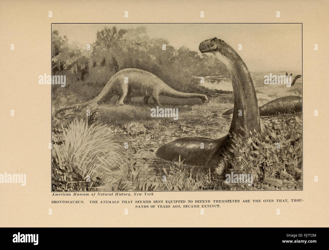 The human side of animals Stock Photo - Alamy