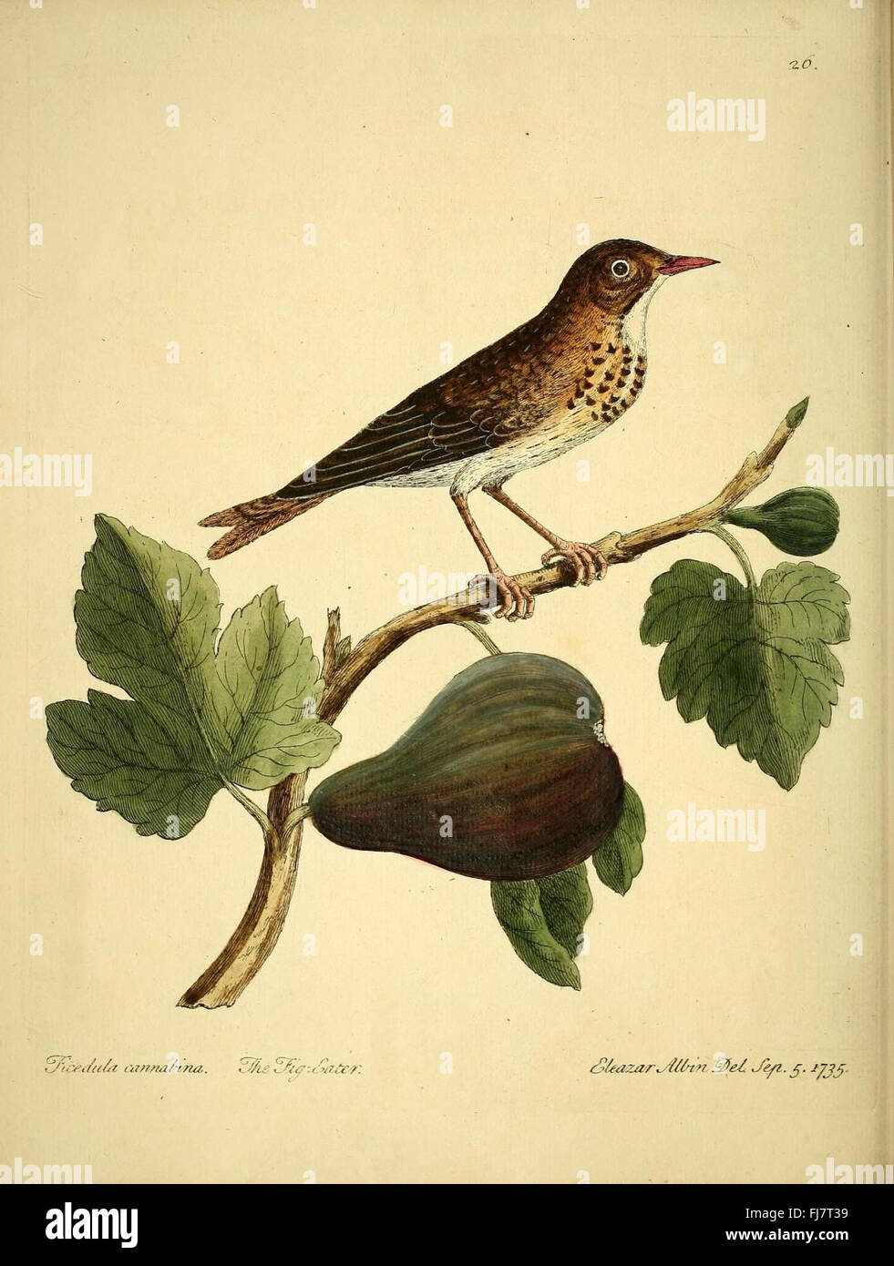 A detailed exploration of avian species, featuring early bird studies ...