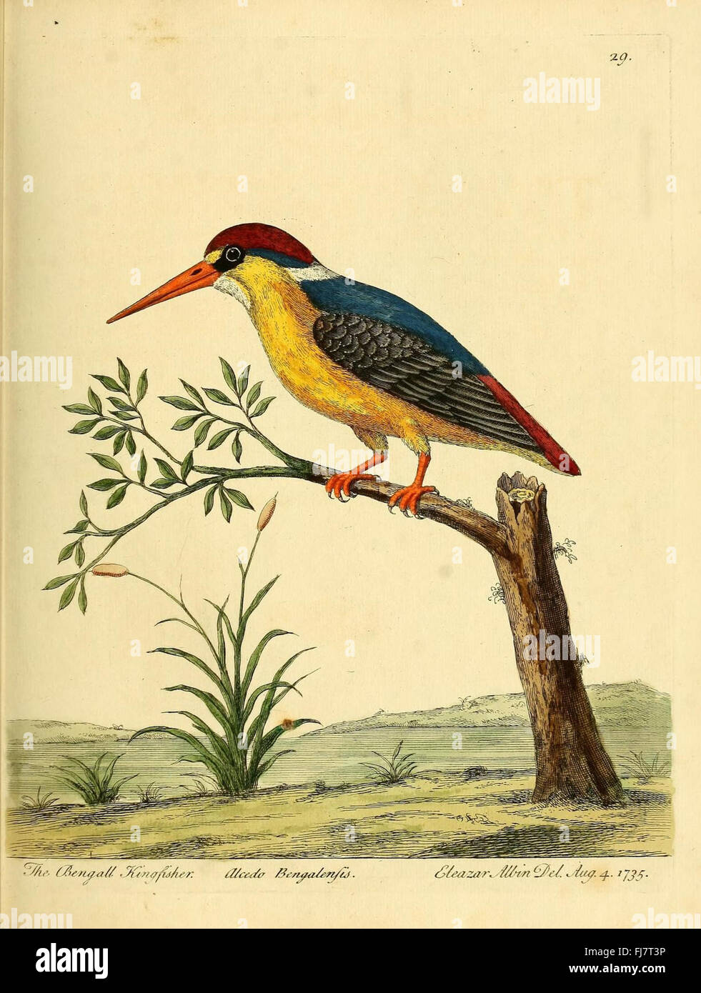 A Natural History of Birds - An early study on bird species, their ...