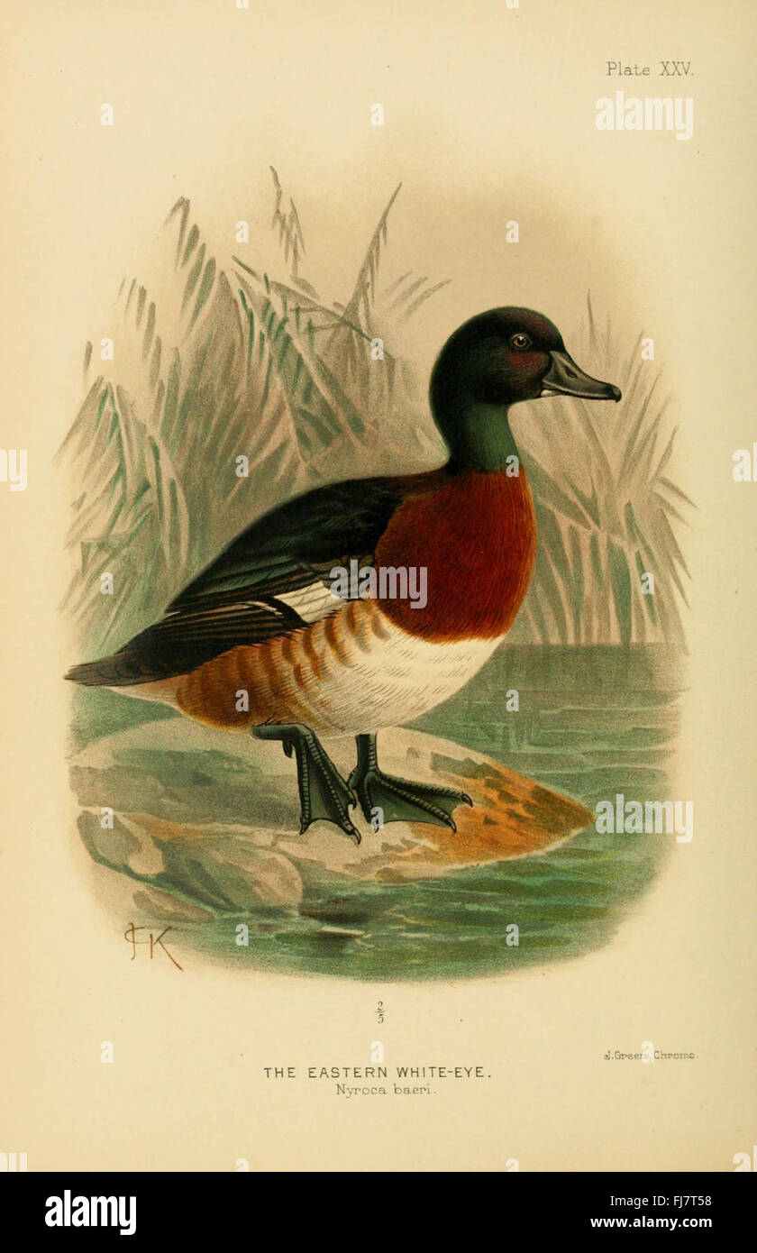 India ducks pictorial hi-res stock photography and images - Alamy