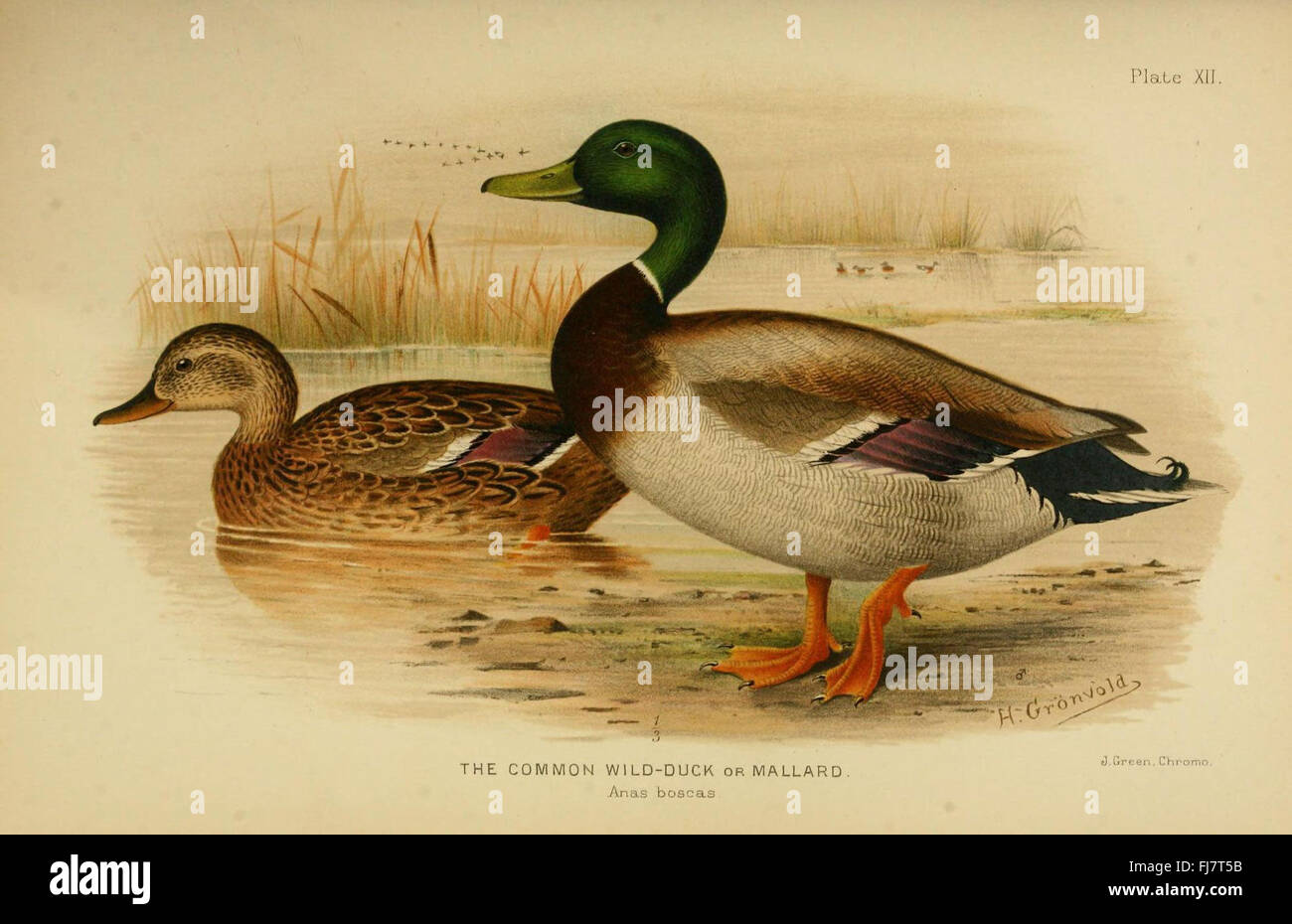 The Indian Ducks and Their Allies, a study of duck species native to ...