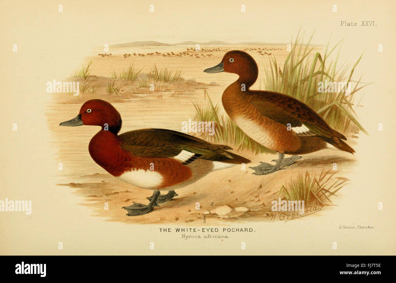 An illustrated guide to Indian ducks and their allies Stock Photo - Alamy