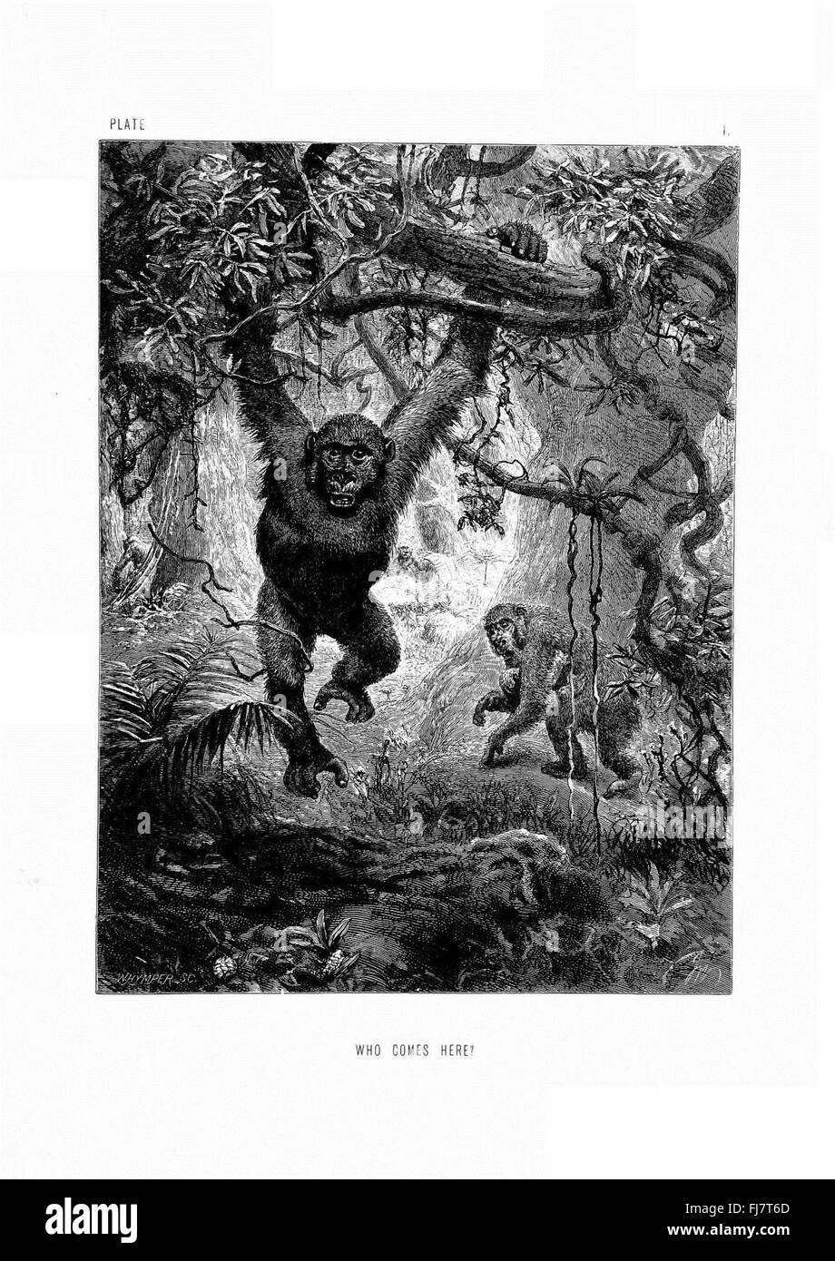 The Life and Habits of Wild Animals, focusing on the behavior of wild ...