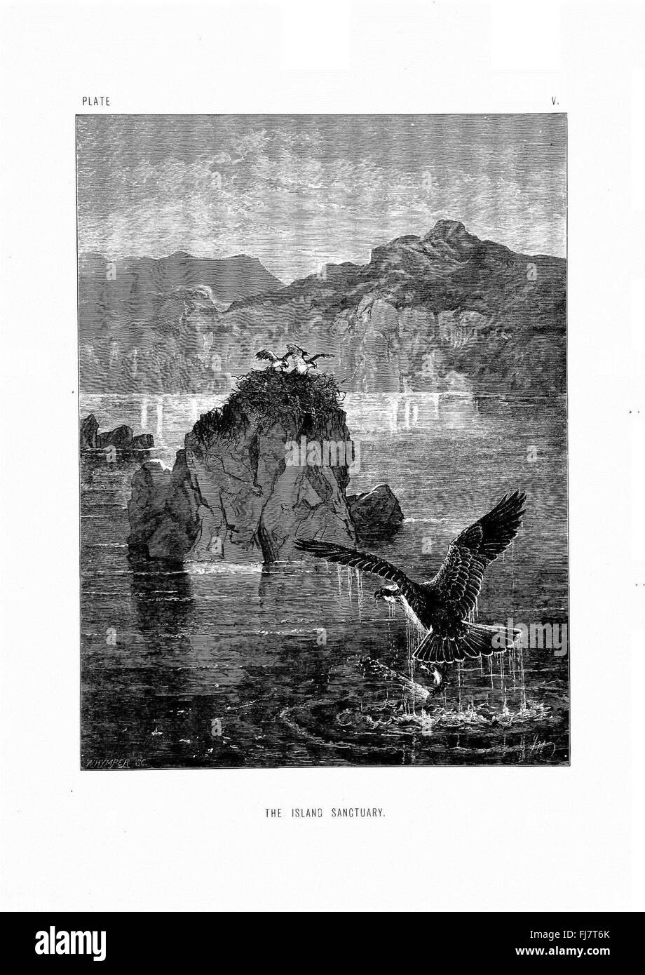 An illustration showcasing the life and behavioral patterns of wild ...