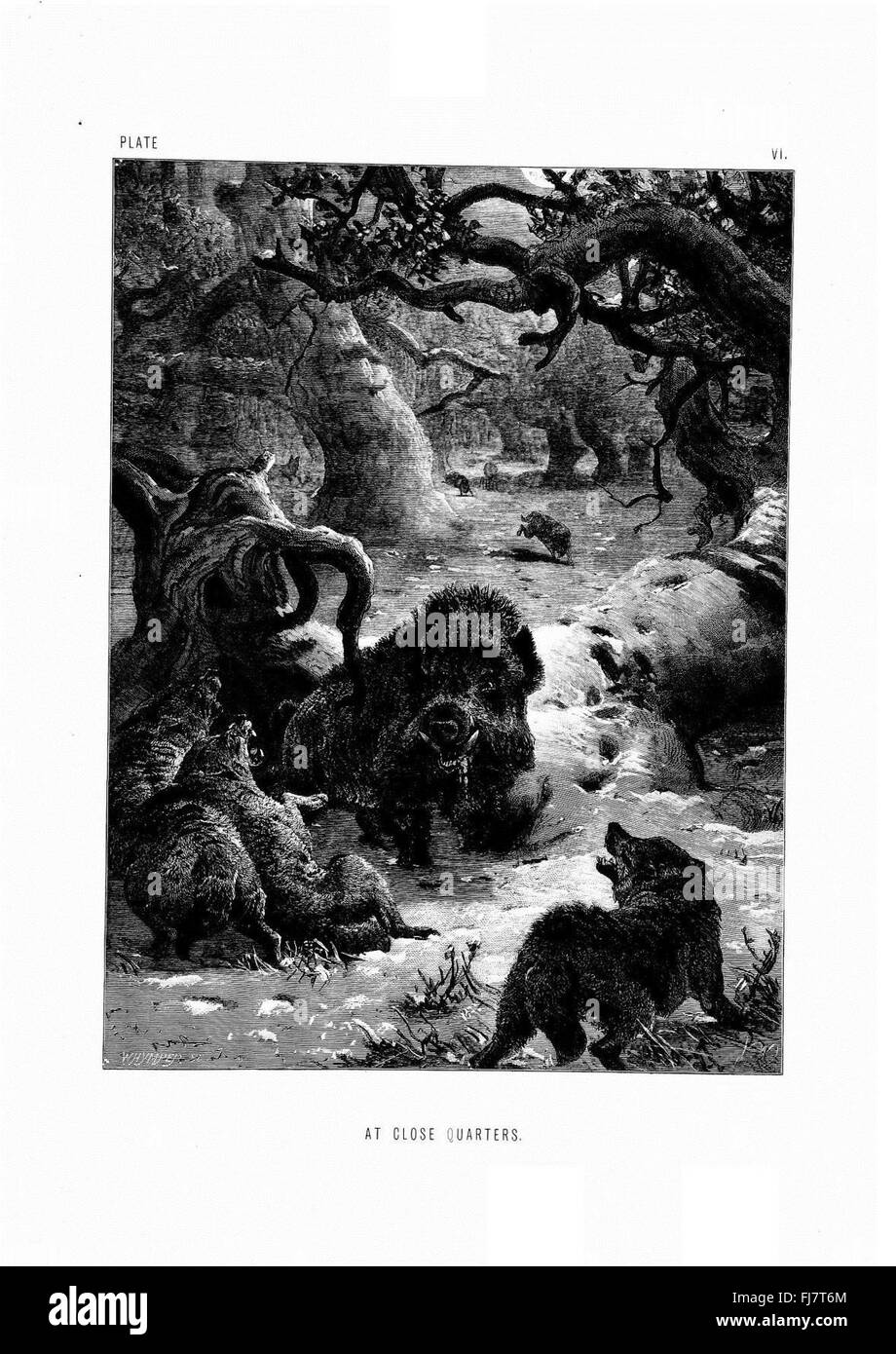 An in-depth look at the behavior and natural habits of wild animals ...