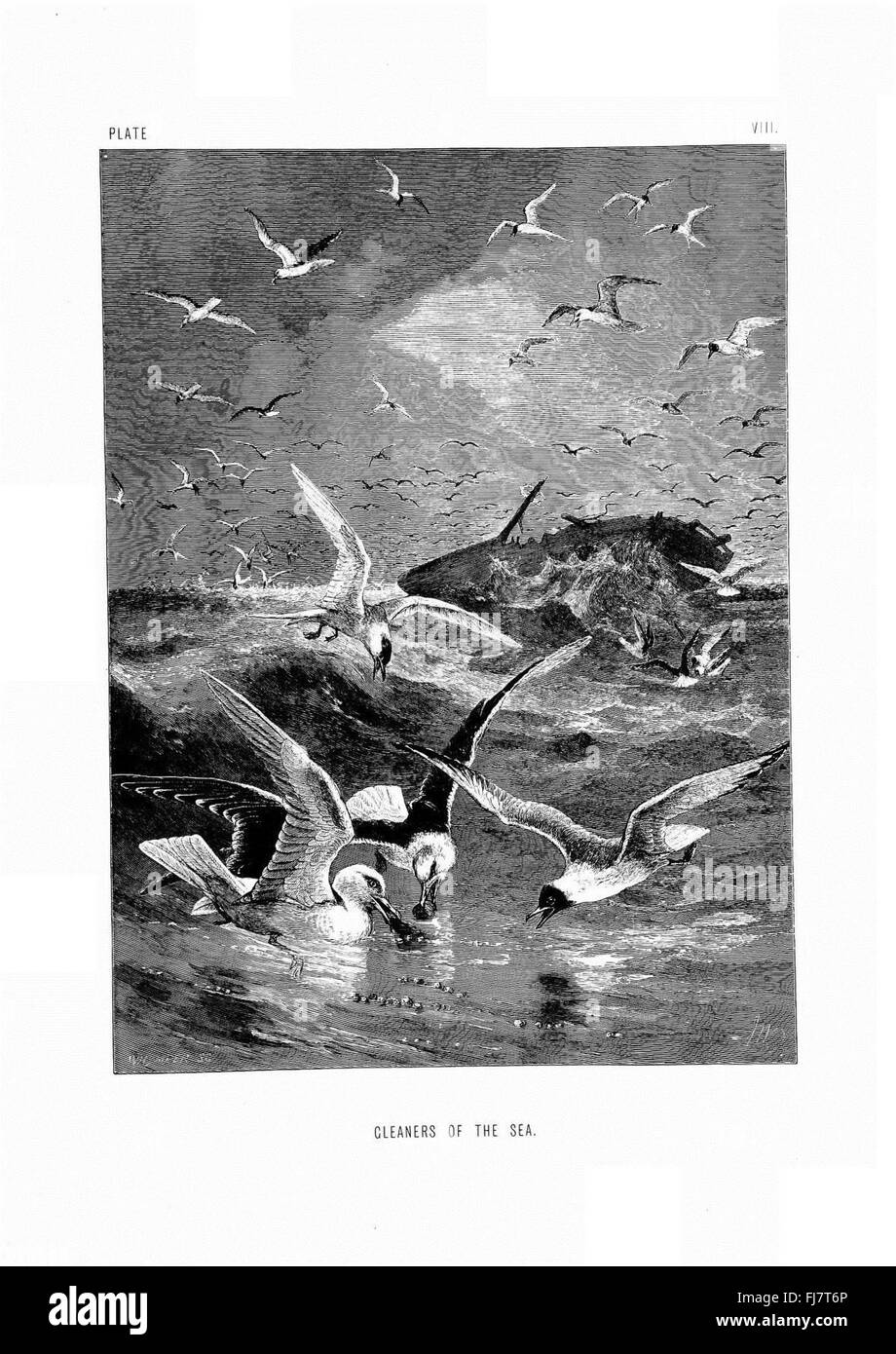 An exploration of wild animal behavior, with a focus on bird species ...