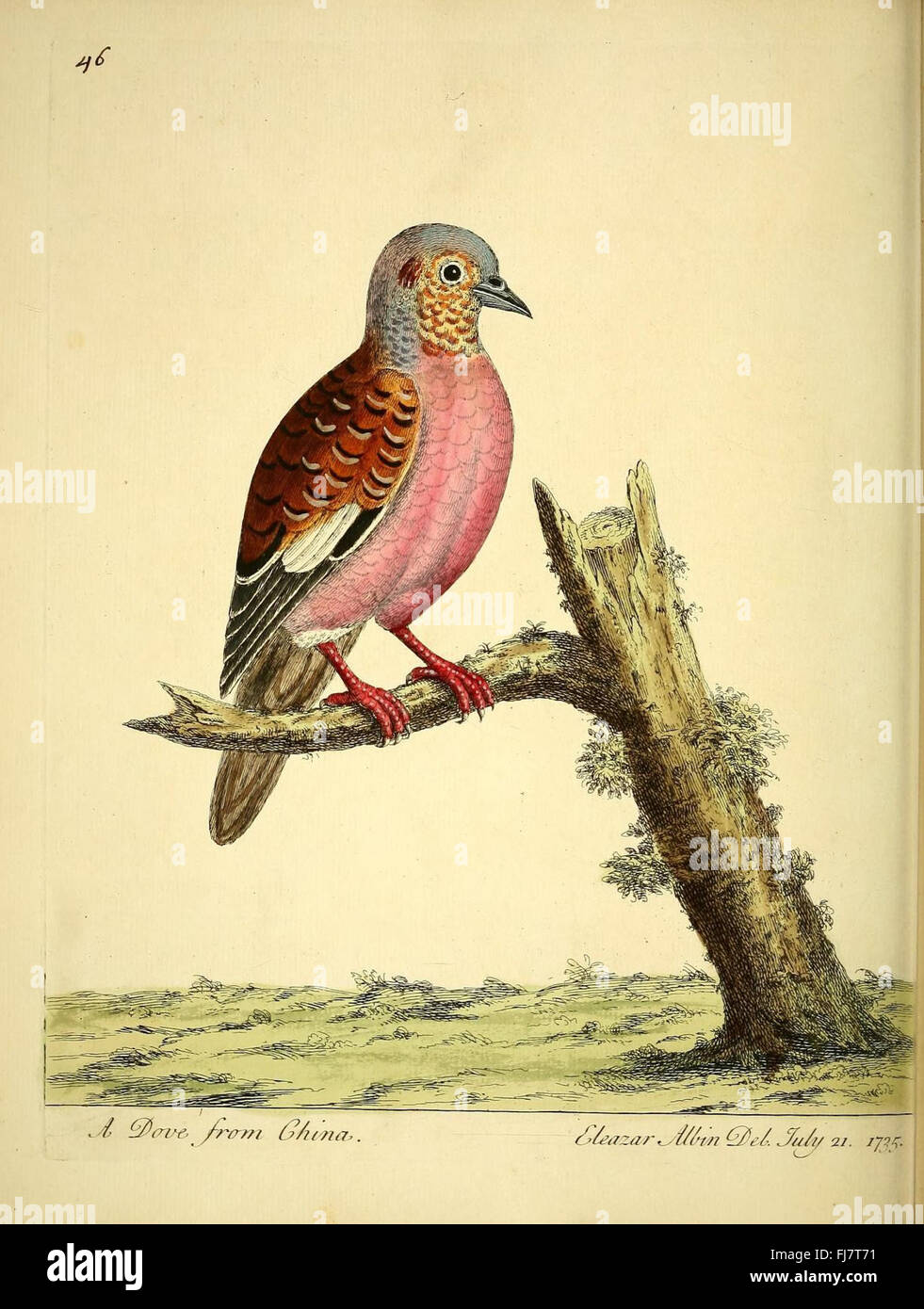 A natural history of birds Stock Photo - Alamy