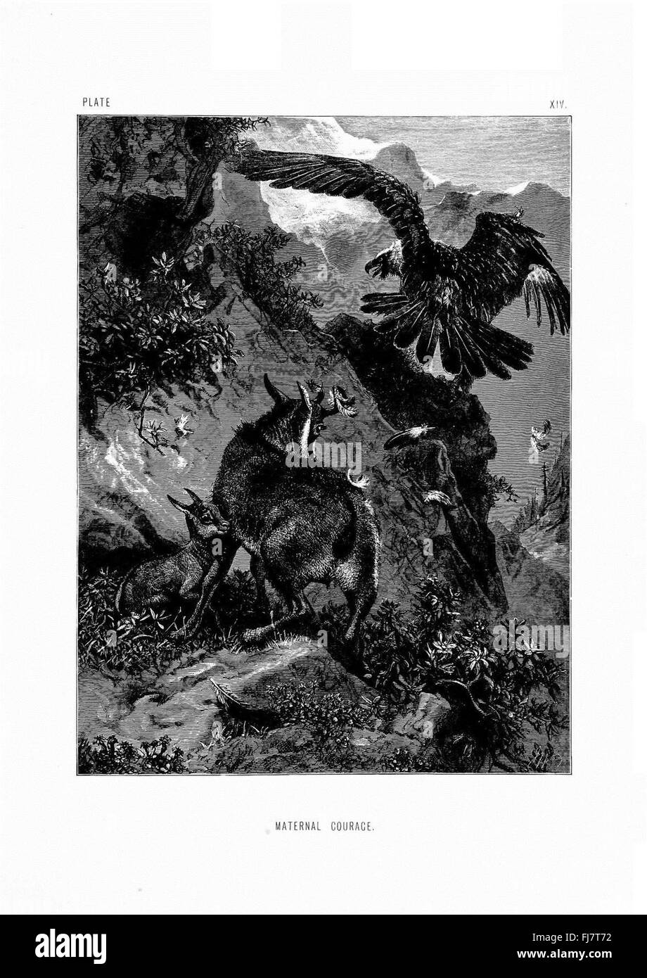 The life and habits of wild animals (Plate XIV), Animal behavior ...