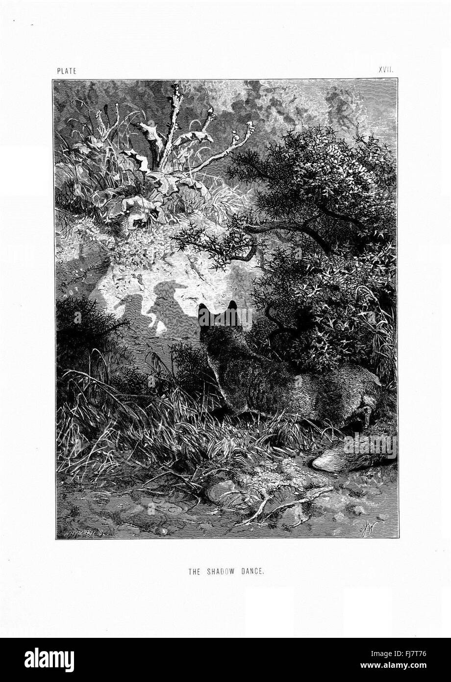 Natural history pictorial works Black and White Stock Photos & Images ...