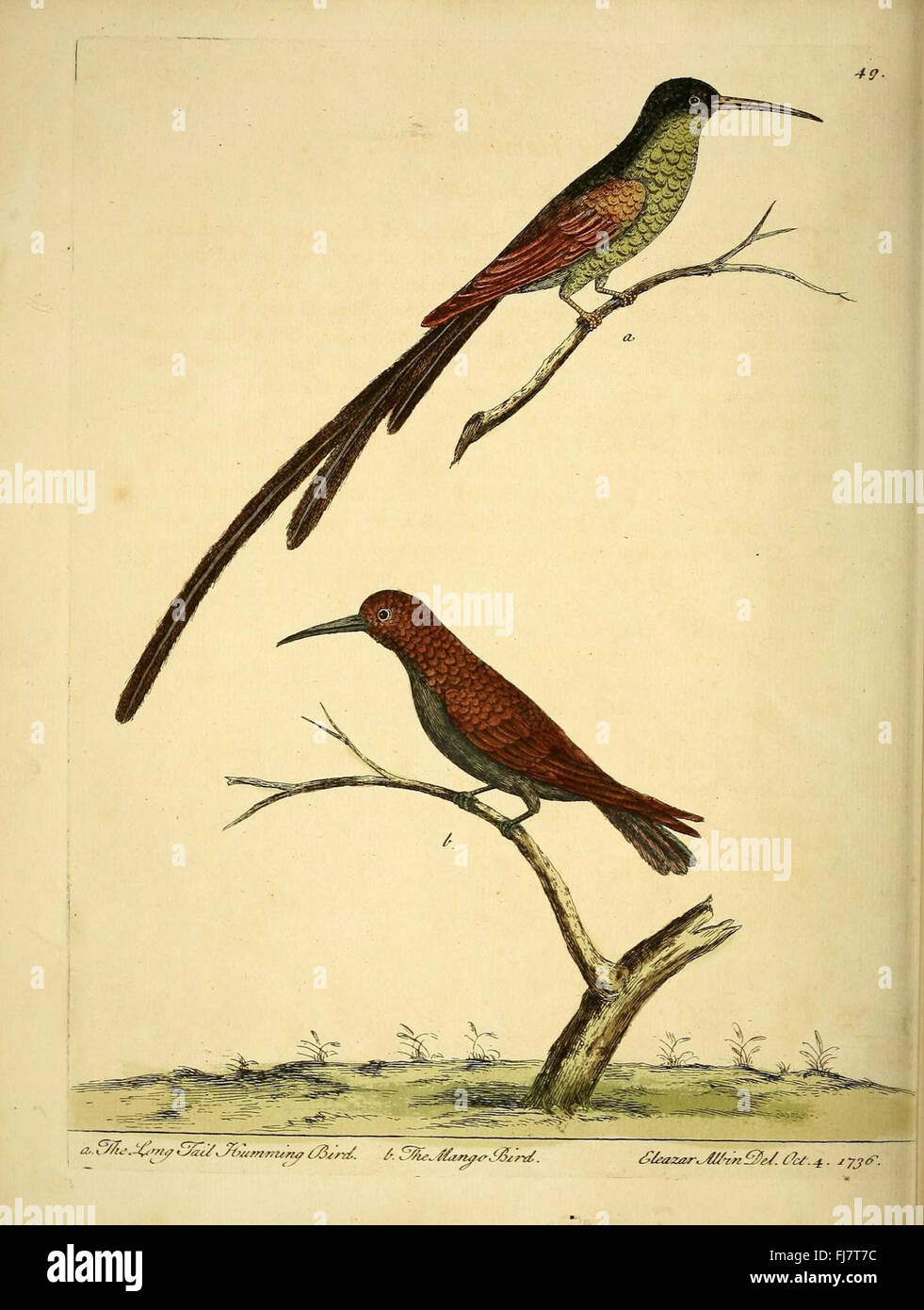 A comprehensive early work on the natural history of birds Stock Photo ...