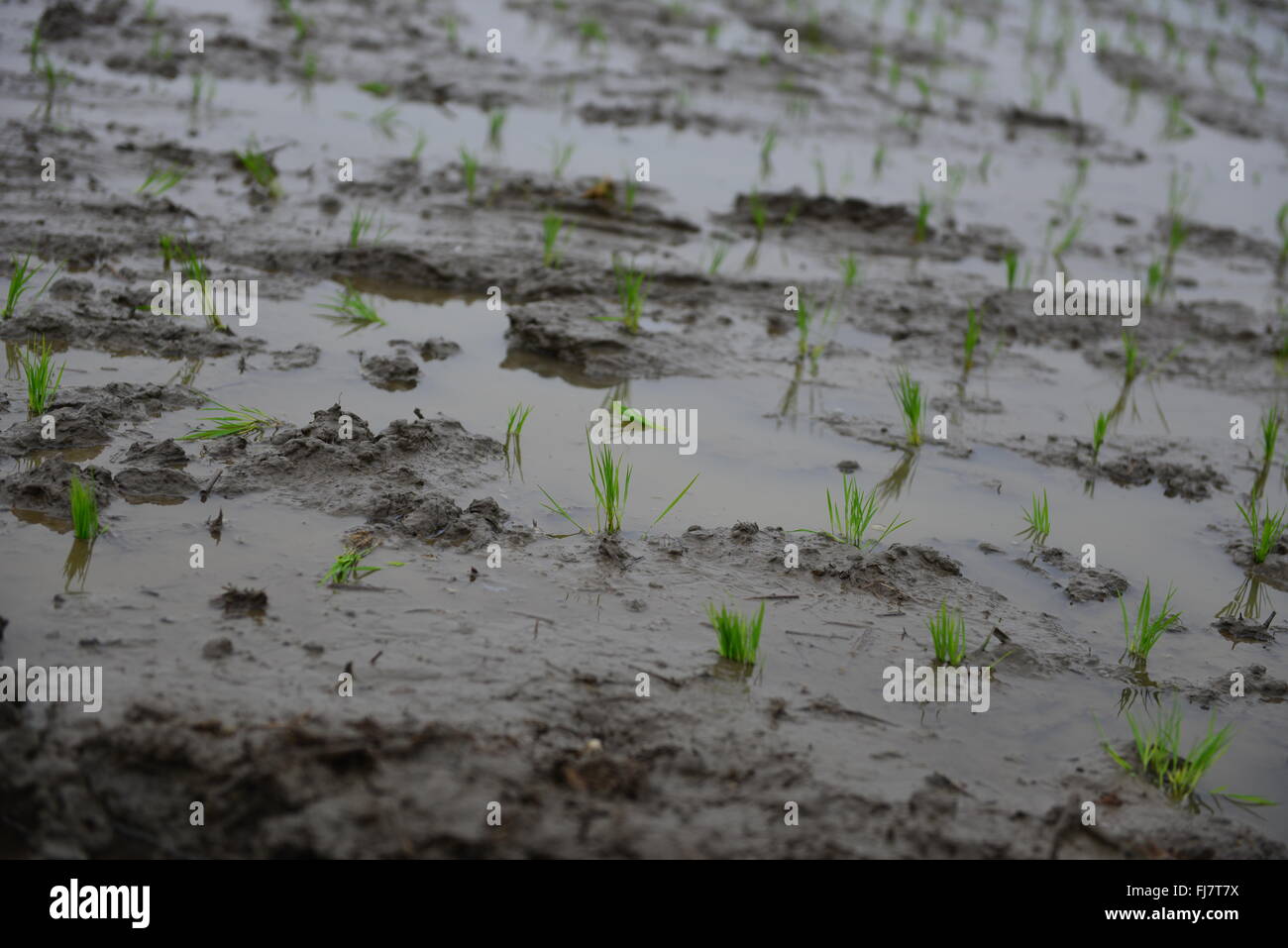 Rows of paddy rice,Young green rows of paddy rice in Taiwan Stock Photo ...