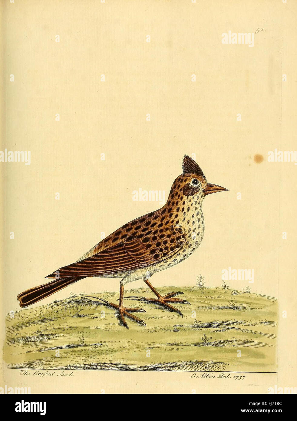 An early natural history work on birds, offering detailed descriptions ...