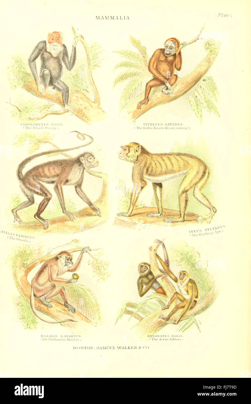 An illustration from 'The Living World,' exploring the diversity of ...