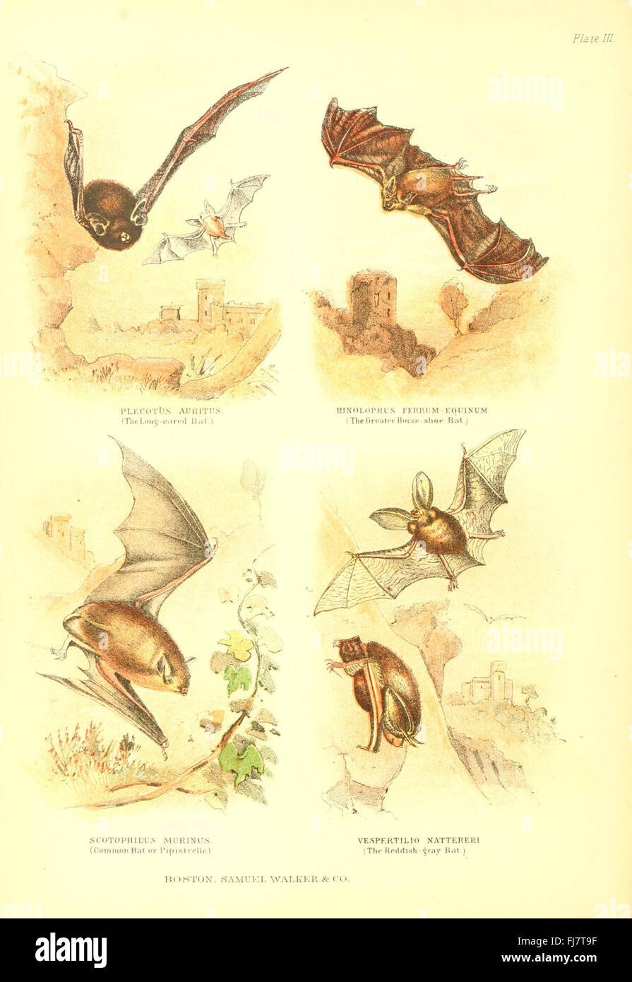 A depiction of various species from the living world, capturing the ...