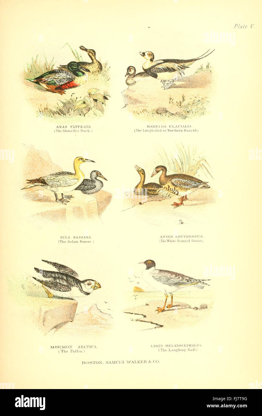 The Living World - An illustrated exploration of the natural world ...